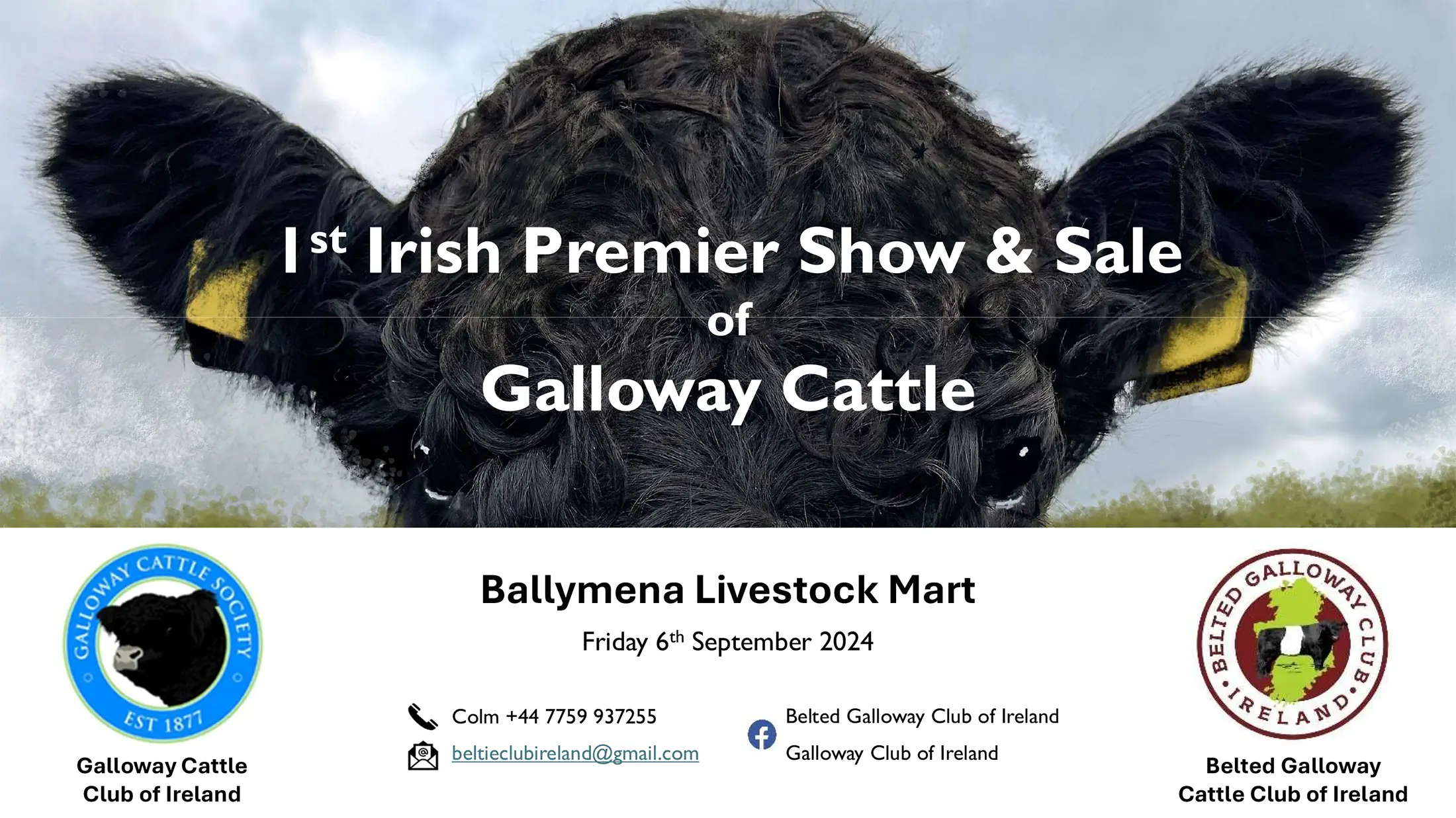 1st Irish Premier Show & Sale of Galloway Cattle - Belted Galloway