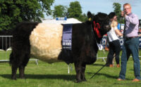 Breed Characteristics - Belted Galloway