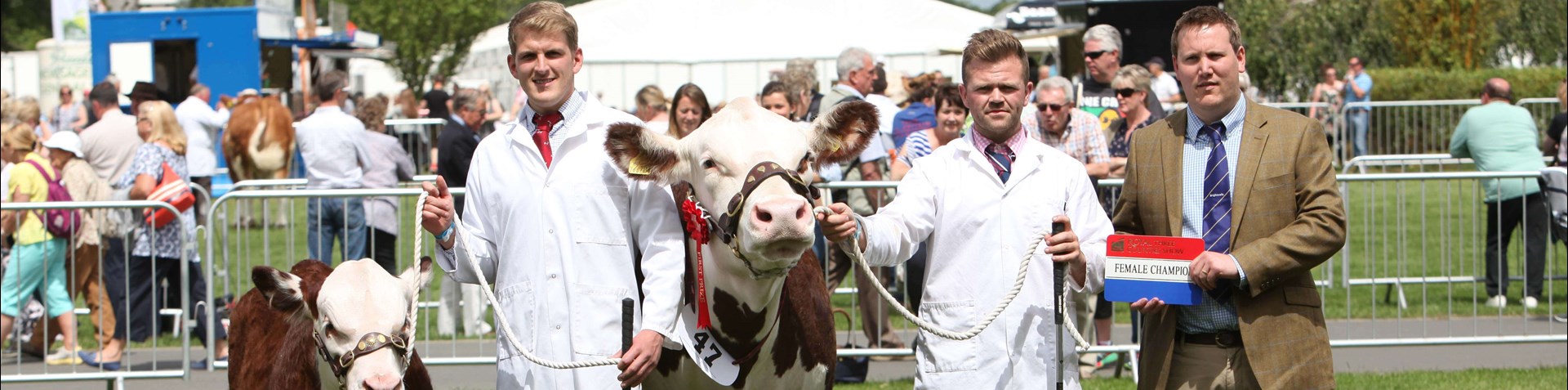 Three Counties Show - Belted Galloway