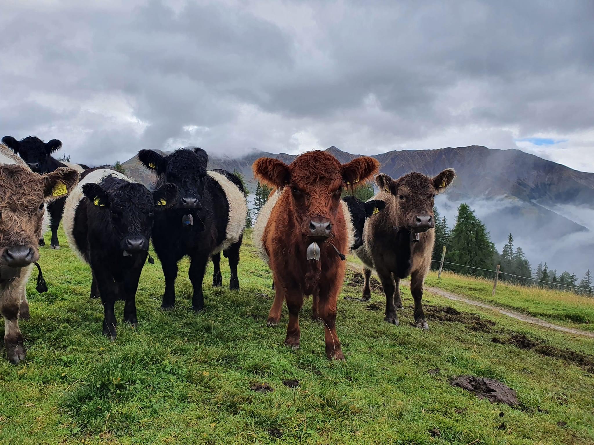 World Galloway Conference - Belted Galloway