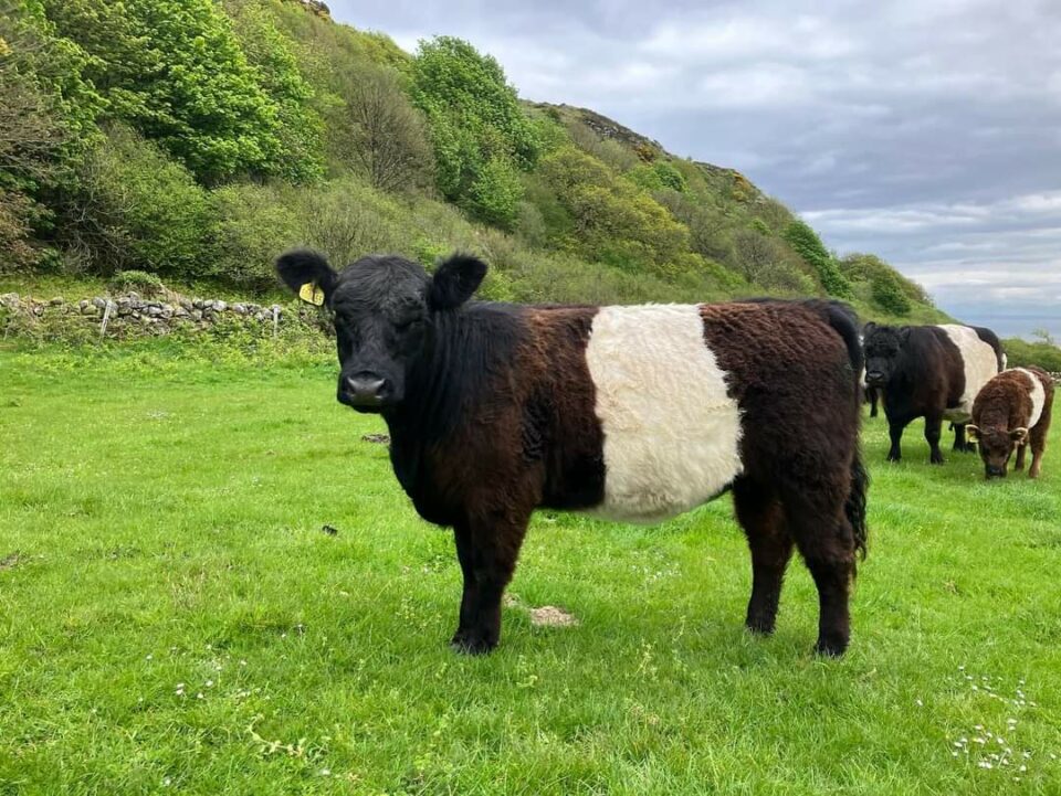 Home - Belted Galloway