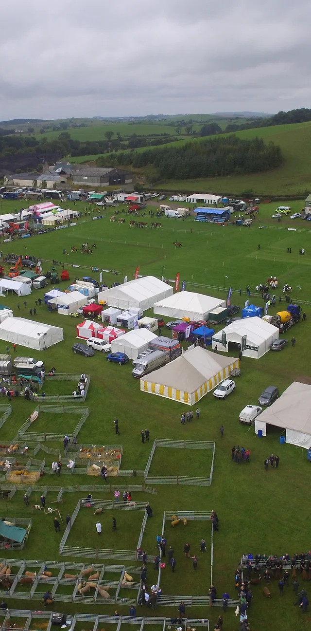 Wigtown Show - Belted Galloway