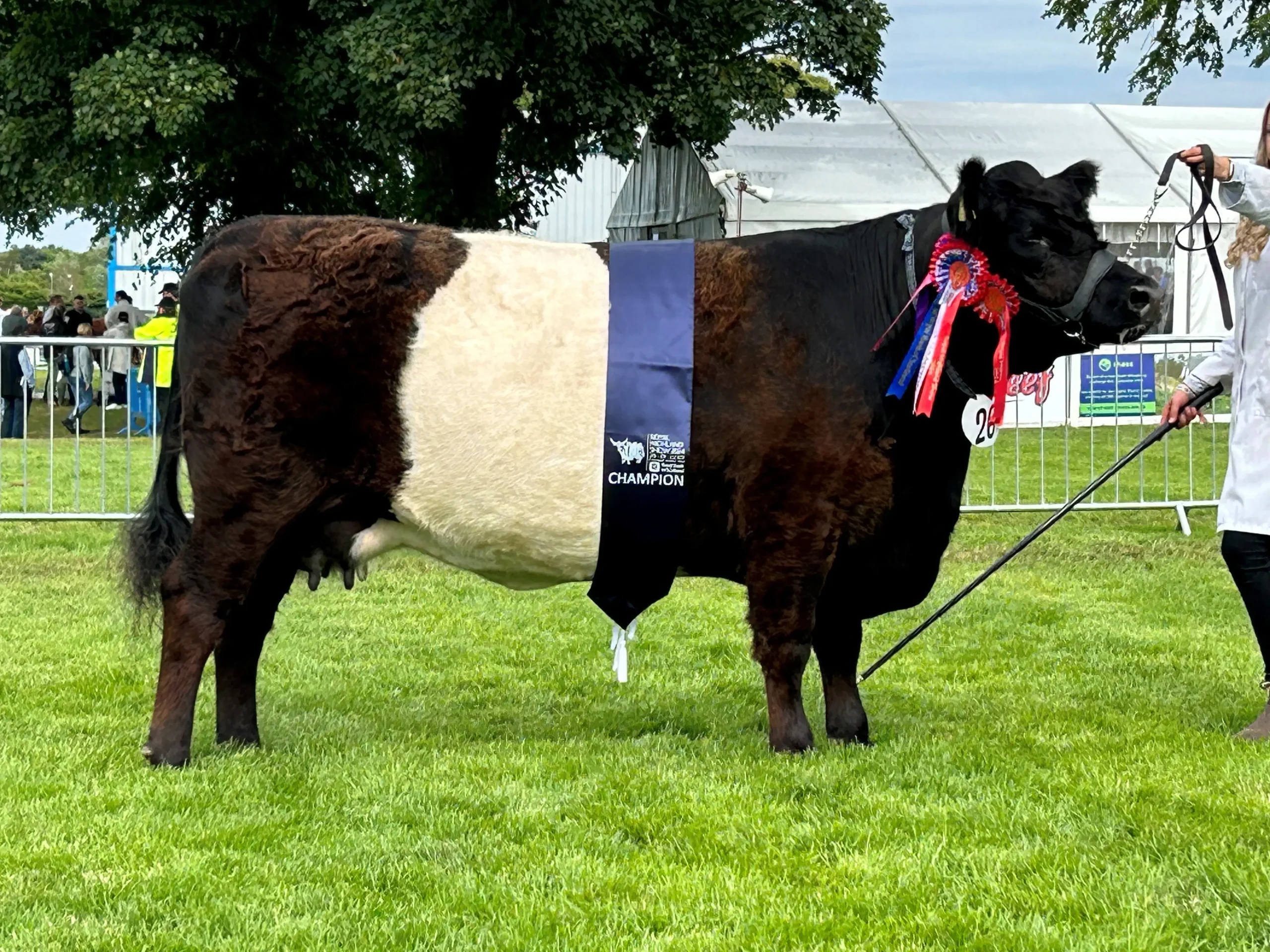 Royal Highland Show Report 2024 - Belted Galloway