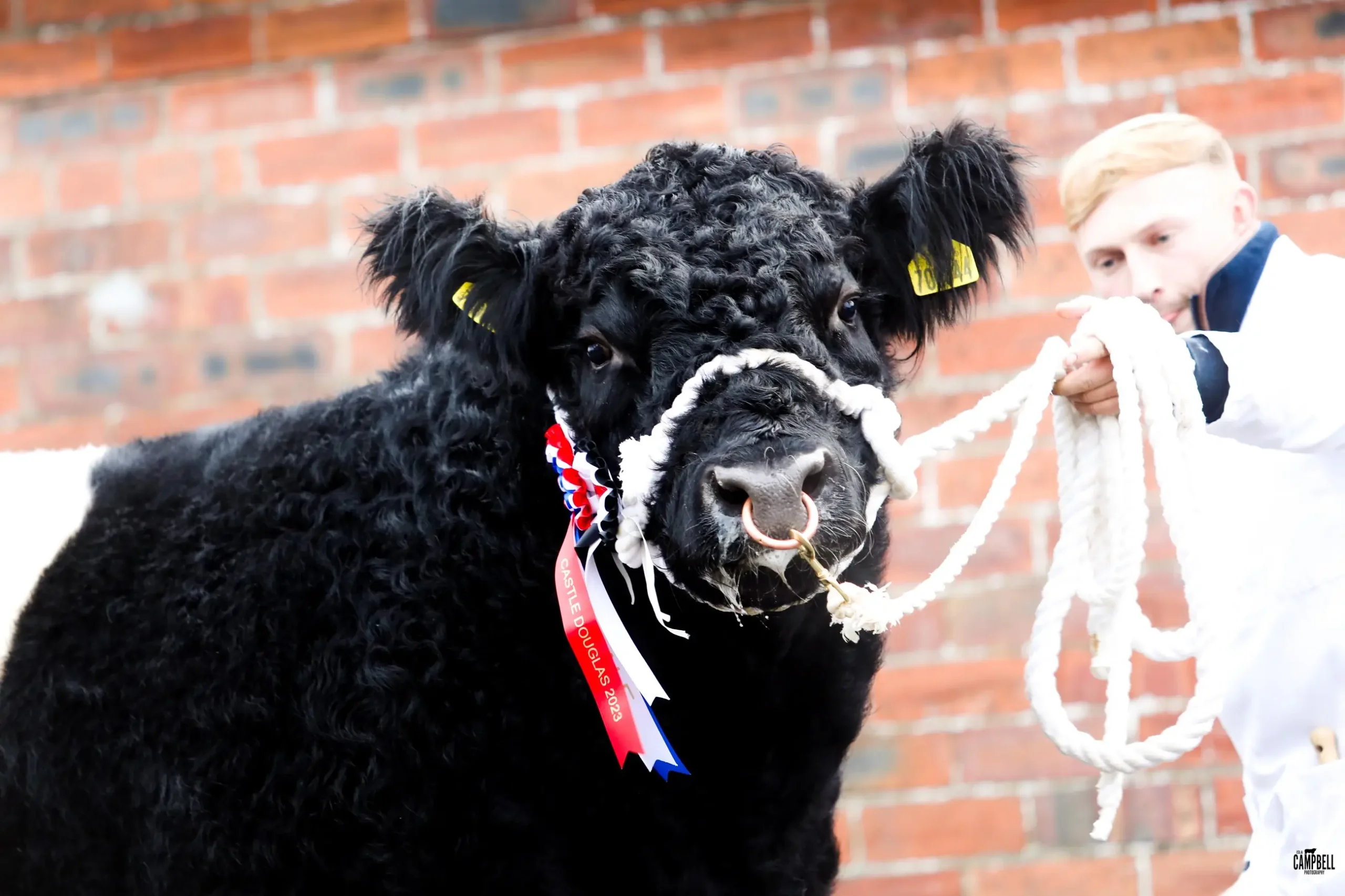 Castle Douglas Show & Sale - Belted Galloway