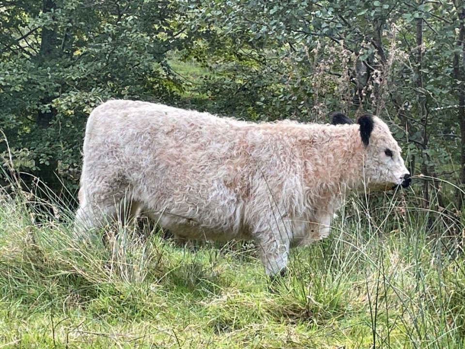 Home - Belted Galloway