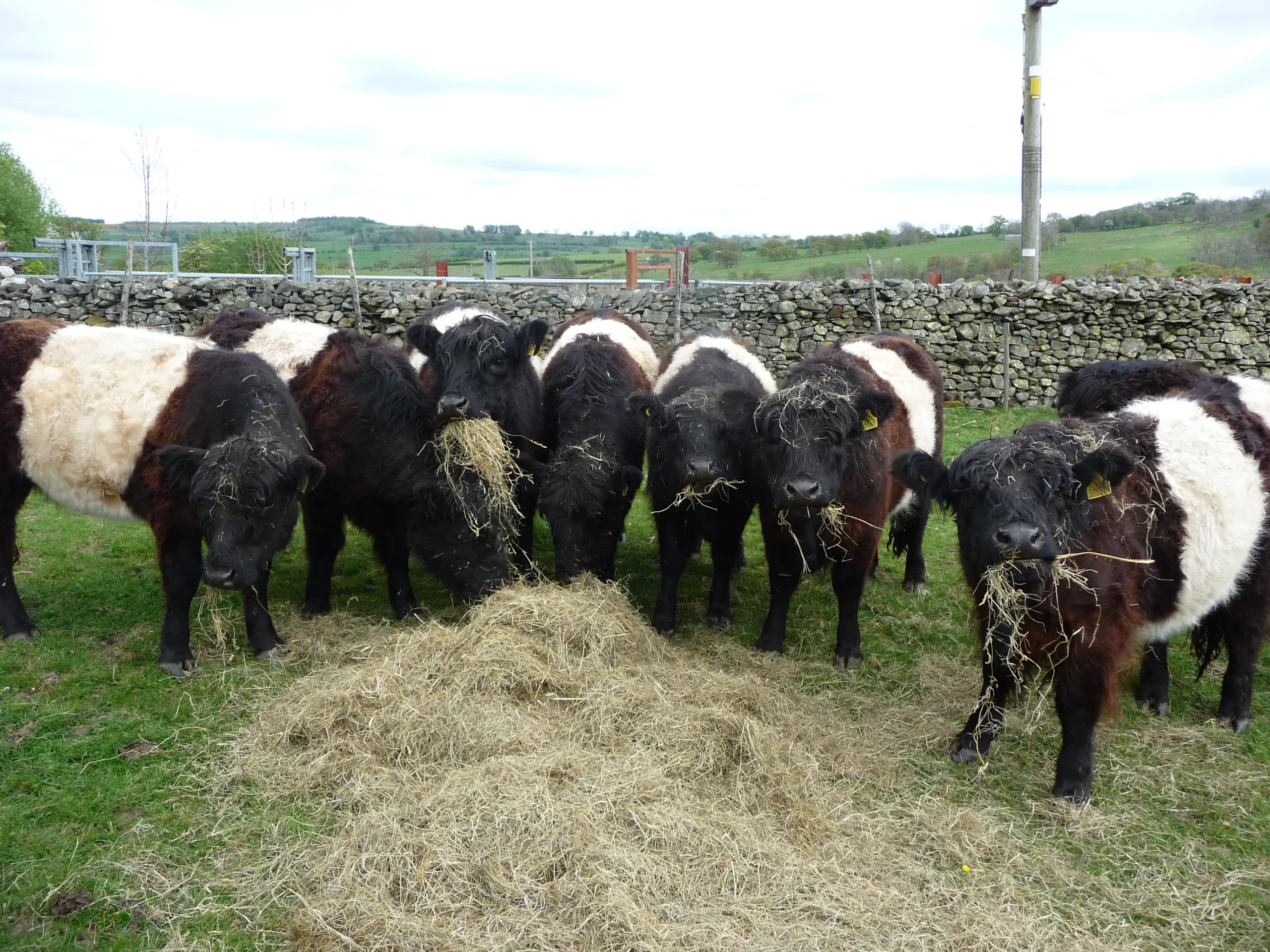 Thornthwaite Herd - Belted Galloway
