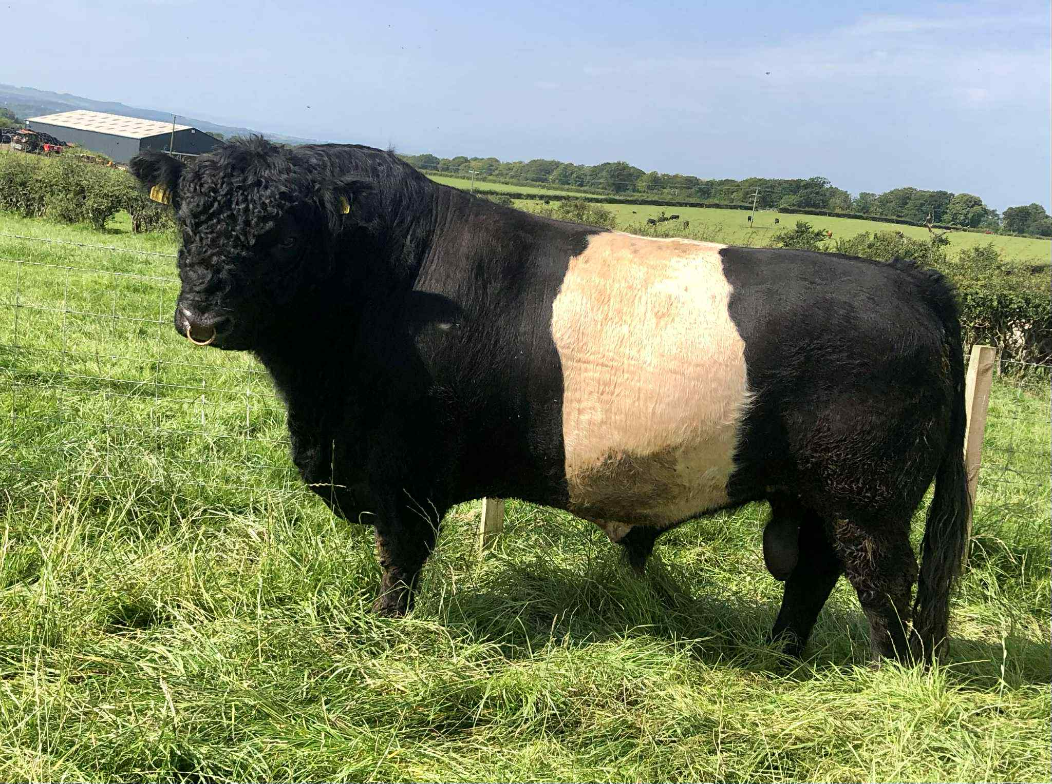 Scottish Beltie Club Herds Competition 2025 Results - Belted Galloway